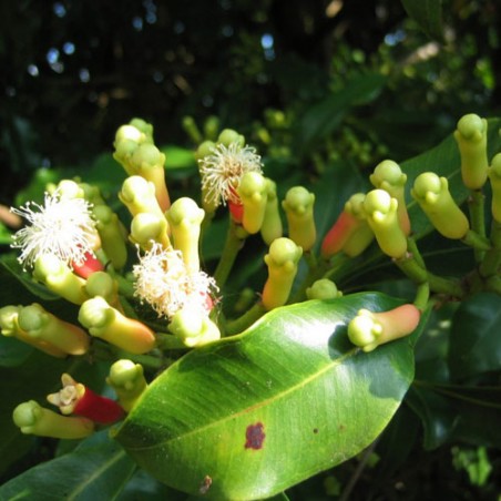 BT0109 Cloves grampoo (ഗ്രാംപൂ) 50g BR80